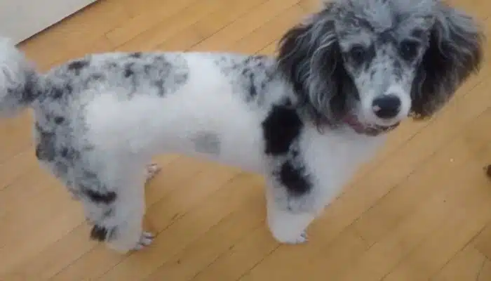 Can A Dog Carry The Merle Gene?