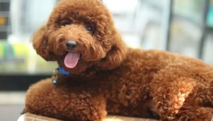 Is It Safe For Dogs To Eat Blood?