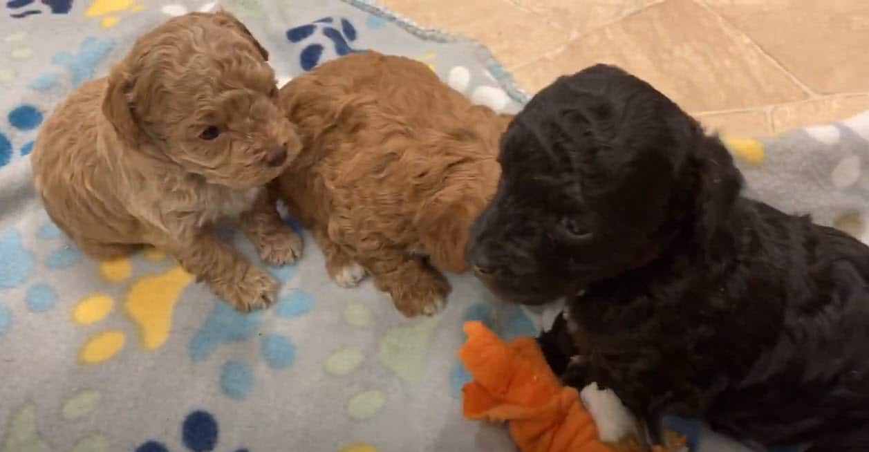Miniature Poodles For Sale In Michigan: (My Top Picked Breeders)