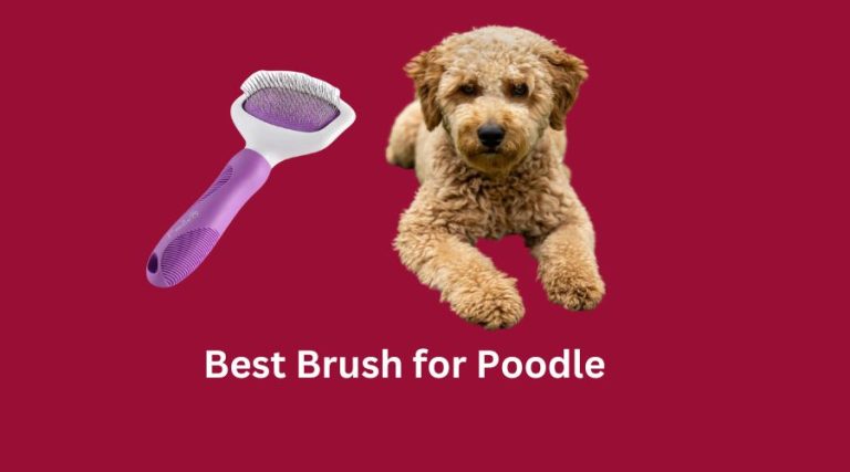 Best Brush For Poodles Of 2025: Reviews And Buying Guide