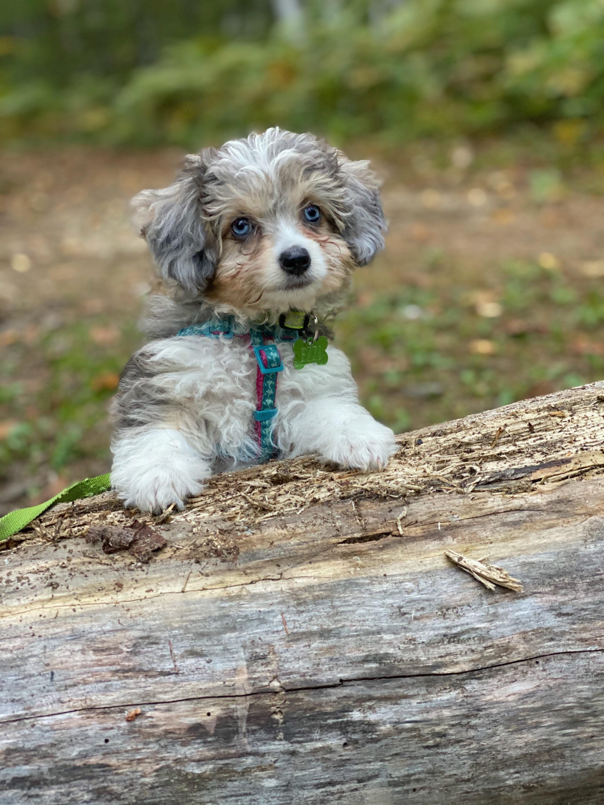 Toy Aussiedoodle: Your Ultimate Guide To The Pint-Sized Pooch