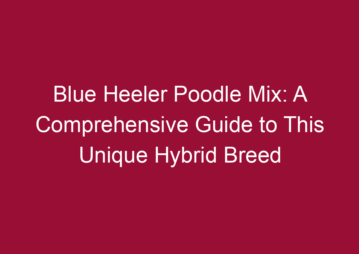 Blue Heeler Poodle Mix: A Comprehensive Guide To This Unique Hybrid Breed