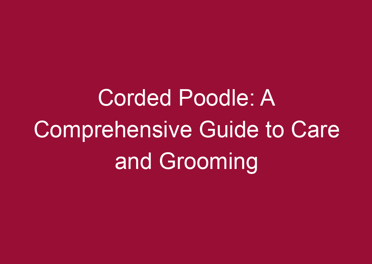 Corded Poodle: A Comprehensive Guide To Care And Grooming