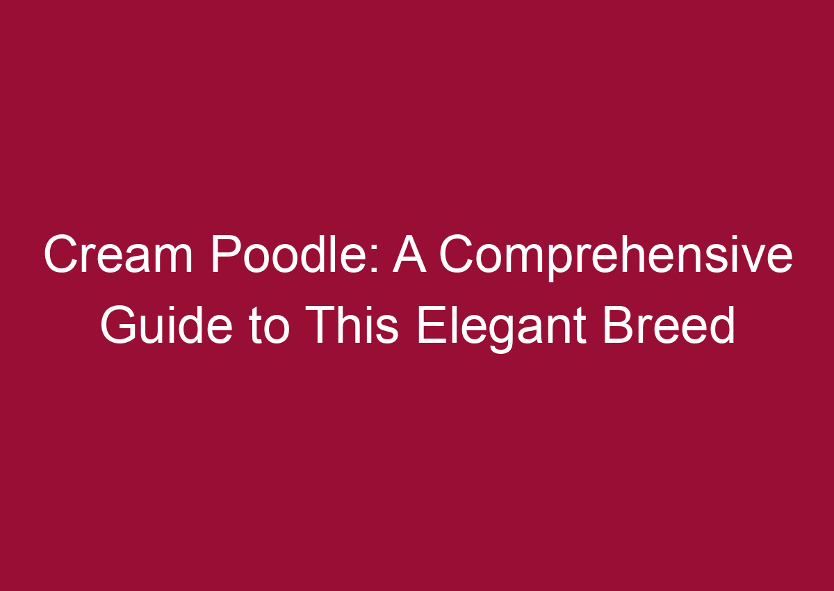 Cream Poodle: A Comprehensive Guide To This Elegant Breed