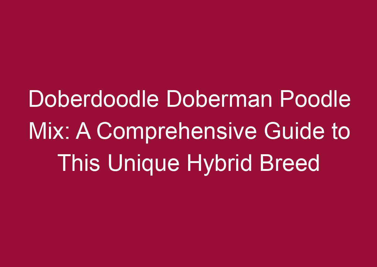 Doberdoodle Doberman Poodle Mix: A Comprehensive Guide To This Unique ... Doberdoodle Doberman Poodle Mix: A Comprehensive Guide To This Unique ...