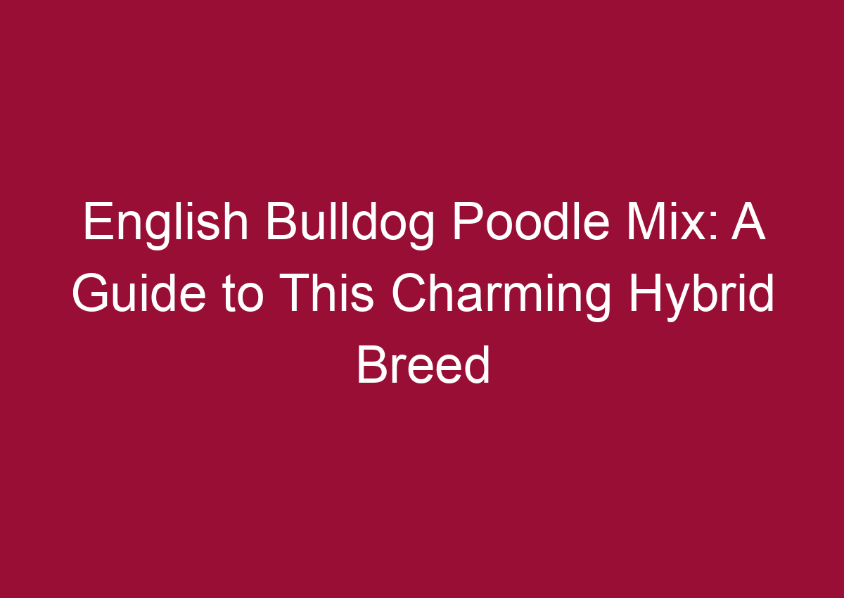 English Bulldog Poodle Mix: A Guide To This Charming Hybrid Breed