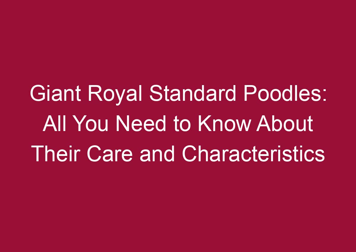 Giant Royal Standard Poodles: All You Need To Know About Their Care And ...