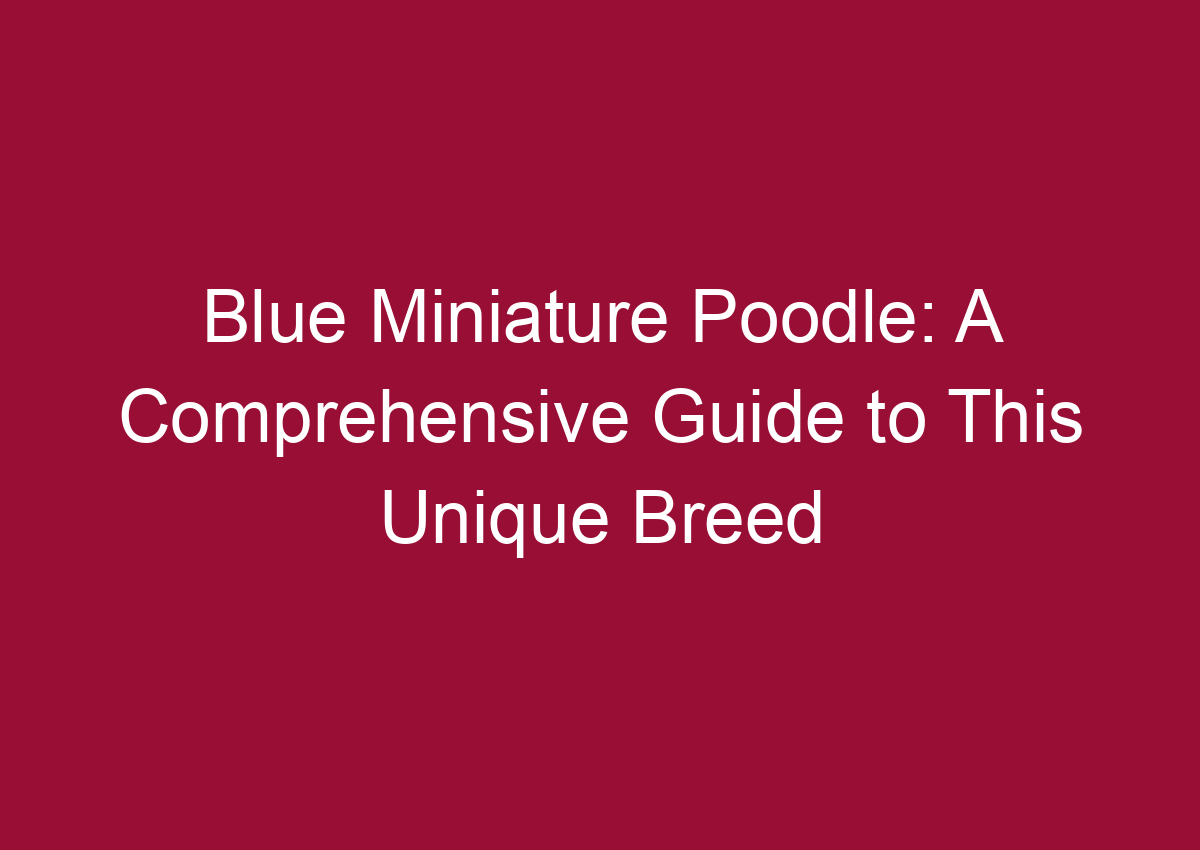 Blue Miniature Poodle: A Comprehensive Guide To This Unique Breed