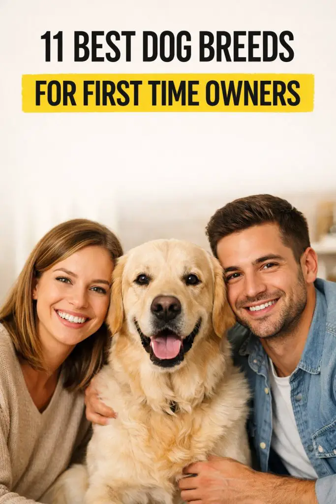 11 Best Dog Breeds For First Time Owners