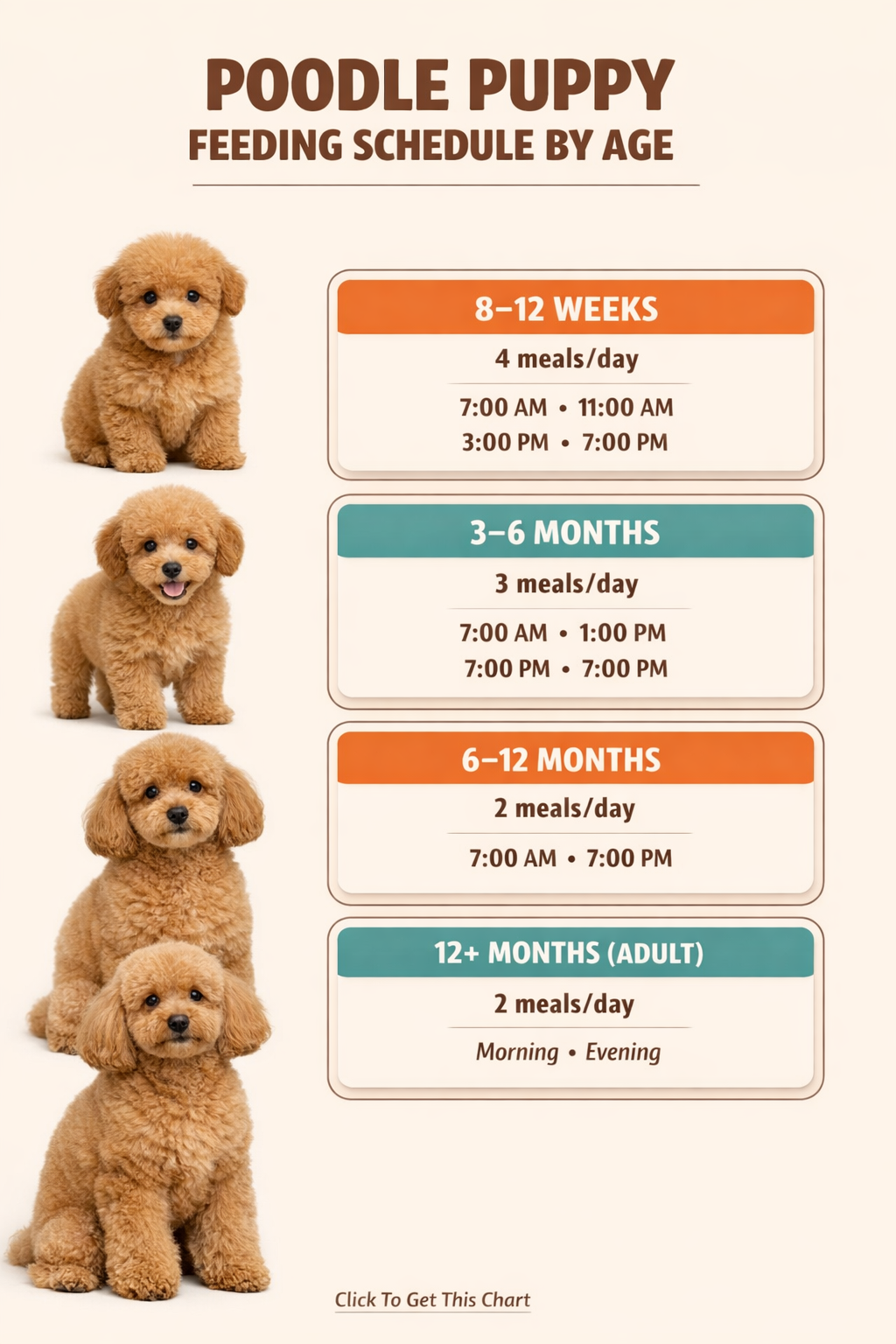 Poodle Puppy Feeding Schedule (By Age Chart)