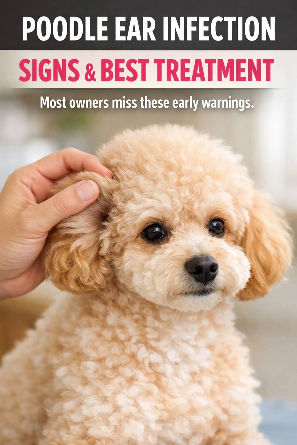Poodle Ear Infection: Signs And Best Treatment